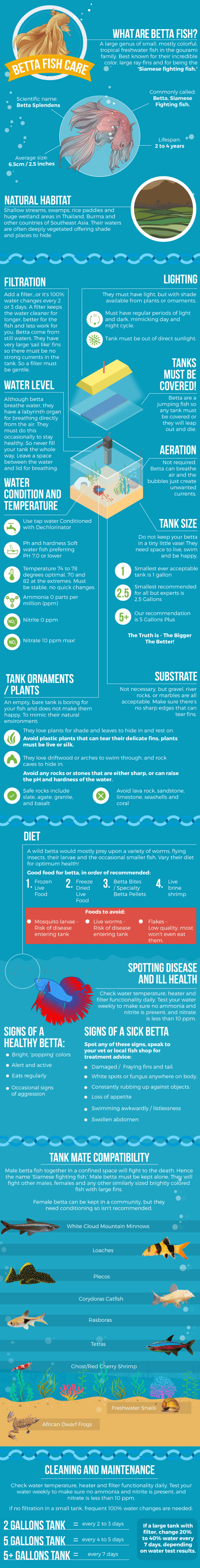 Betta Fish Care Guide: Tank Setup, Diet, Cleaning & Tips | Hepper Pet ...