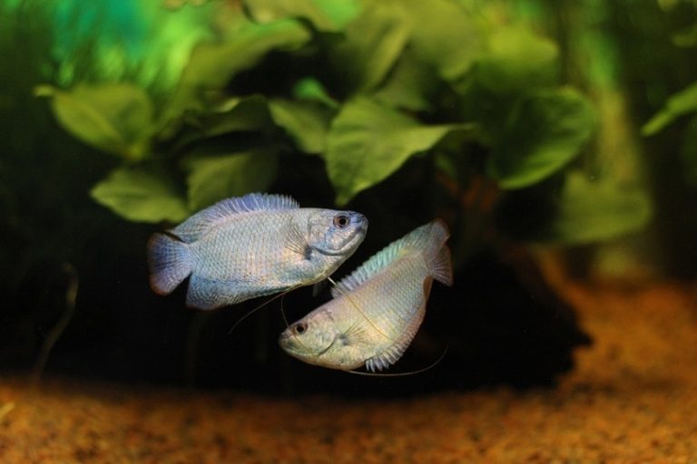 15 Best Fish for a 20-Gallon Tank: Type & Quantity Explained (Vet ...
