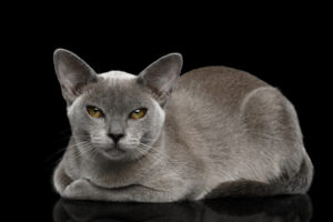 10 Blue Colored Cat Breeds (With Info & Pictures) | Hepper Pet Resources