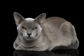 10 Blue Colored Cat Breeds (With Info & Pictures) | Hepper Pet Resources