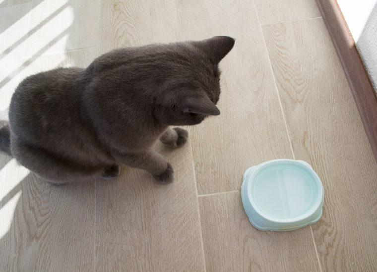 Why Is My Cat Not Drinking Water? 10 Vet Reviewed Reasons | Hepper Pet ...