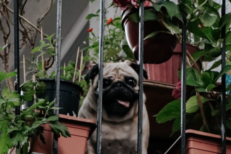 How to Dog Proof Balcony Railings — 8 Great Ways | Hepper Pet Resources