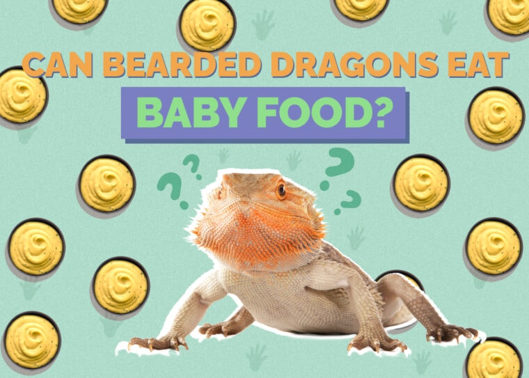 Can Bearded Dragons Eat Baby Food? Vet-Reviewed Feeding Facts | Hepper ...