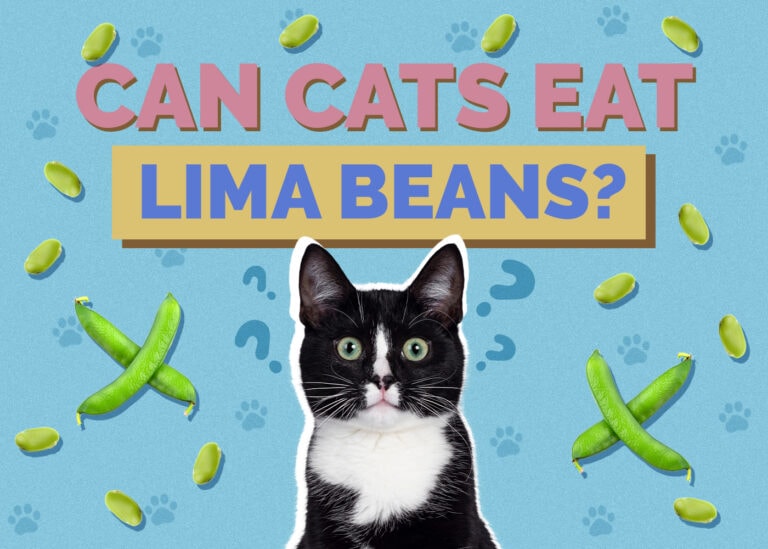 Can Cats Eat Lima Beans? Vet-Approved Facts & FAQ | Hepper Pet Resources
