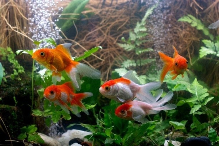 Goldfish Growth: Size, Growth & Weight Chart | Hepper Pet Resources