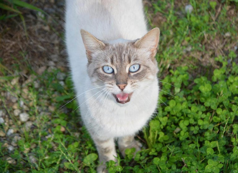 Why Your Cat Trills When They Jump: 5 Vet-Approved Reasons | Hepper Pet ...