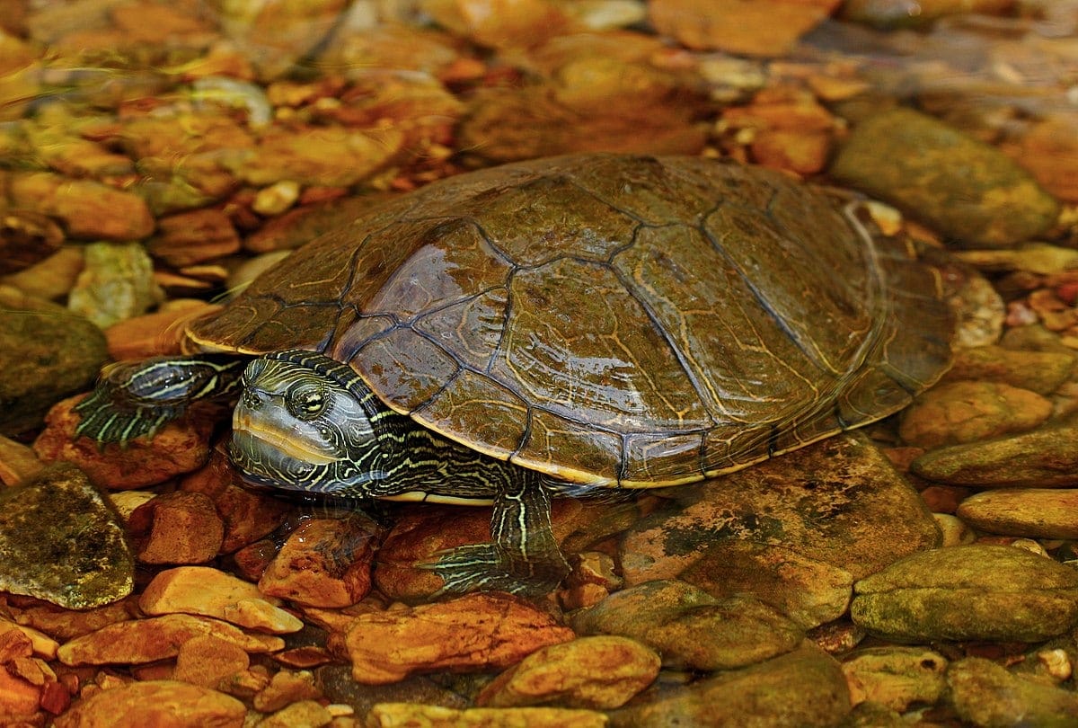 How to Tell If Your Turtle Is Dying: 9 Vet-Reviewed Signs | Hepper Pet ...