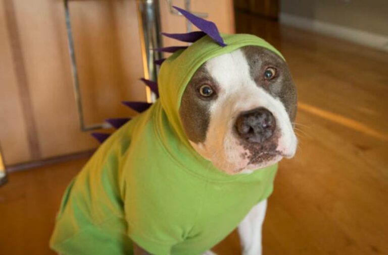 21 DIY Costumes for Dogs Plans You Can Make Today (With Pictures ...
