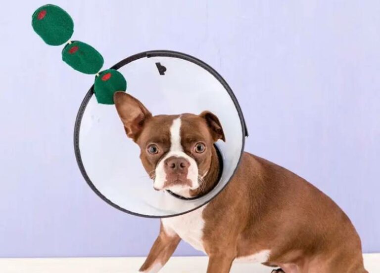 21 DIY Costumes for Dogs Plans You Can Make Today (With Pictures ...