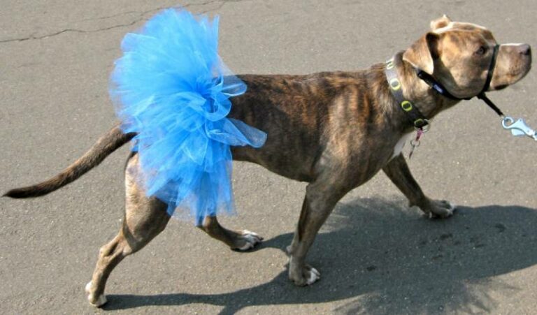 21 Diy Costumes For Dogs Plans You Can Make Today With Pictures