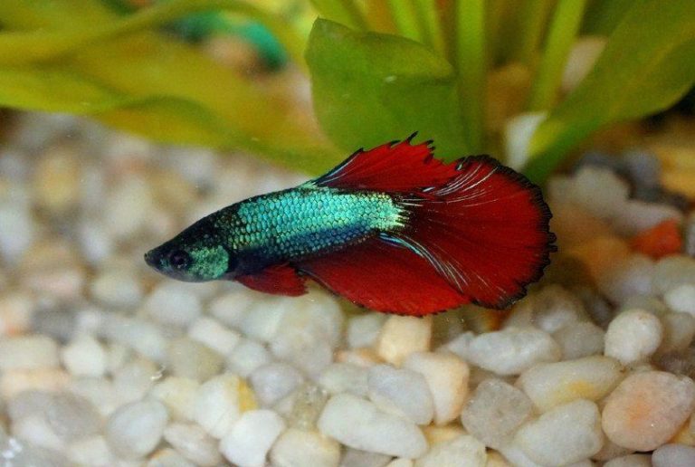 25 Types of Betta Fish: Breeds, Patterns, Colors & Tails (With Info ...