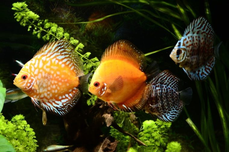 18 Most Beautiful Freshwater Aquarium Fish (With Pictures) | Hepper Pet ...