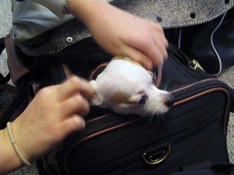 Is It Safe for Dogs to Fly? Flight Options & Preparation | Hepper Pet ...