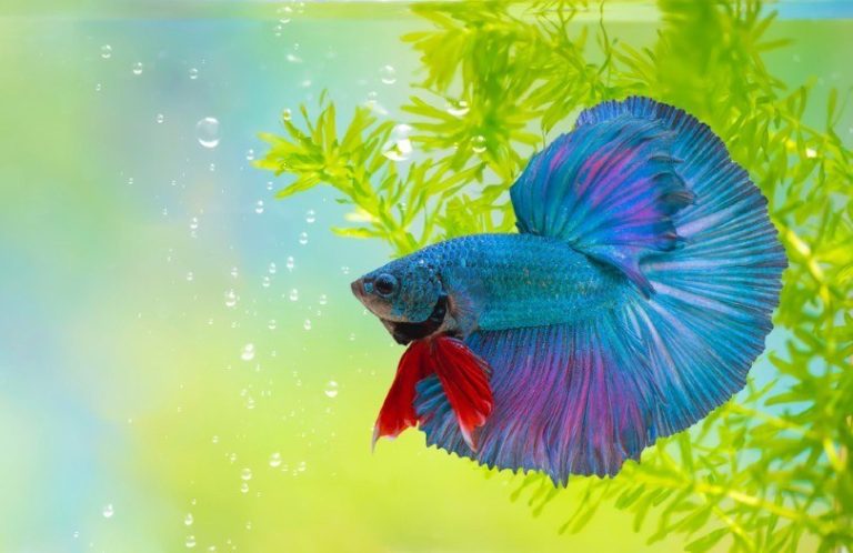 Double Tail Betta Fish: Care Guide, Varieties, & Lifespan (With ...