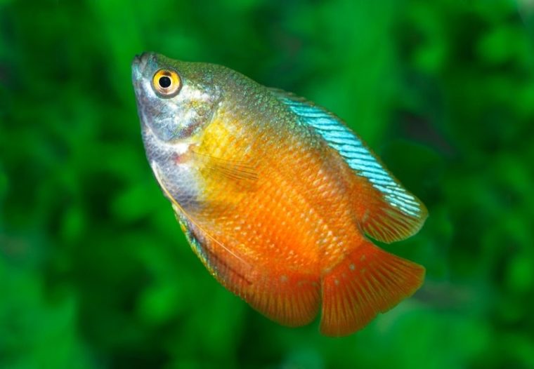 How Big Do Gourami Fish Get? Average Size & Growth | Hepper Pet Resources