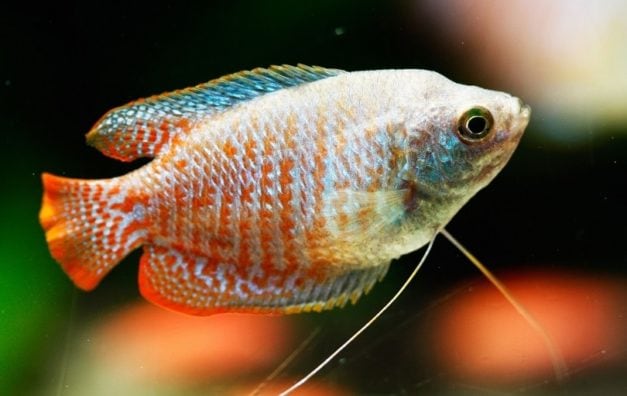 How Big Do Gourami Fish Get? Average Size & Growth | Hepper Pet Resources