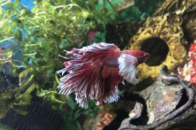 Elephant Ear Betta Fish (Dumbo): Care Guide, Pictures, Lifespan & More ...