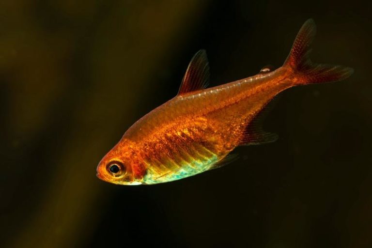 Ember Tetra: Care Guide, Pictures, Types & Lifespan | Hepper Pet Resources