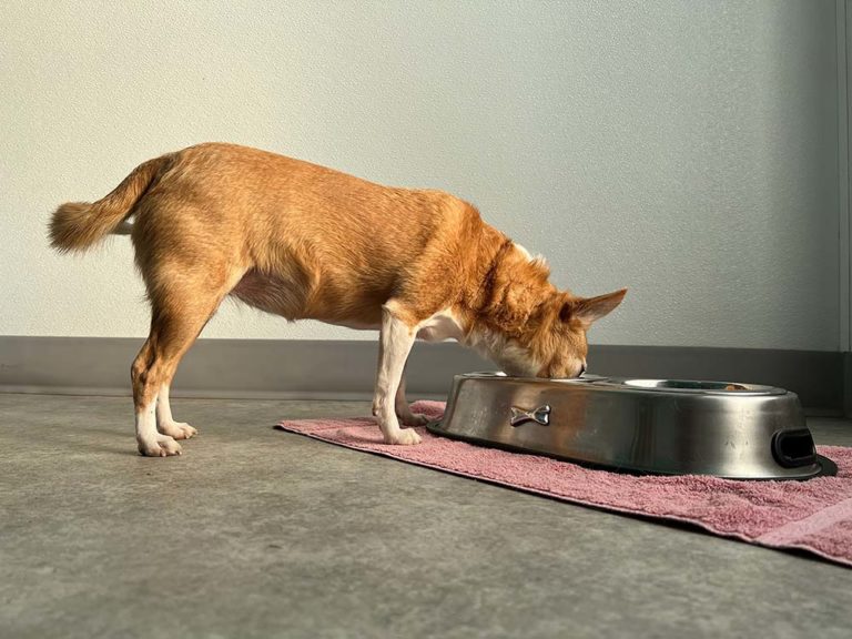 Can Dogs Eat Salt? Vet Approved Health & Safety Guide | Hepper Pet ...