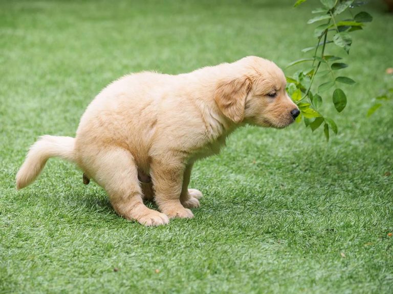 How to Potty Train a Golden Retriever: 7 Proven Methods | Hepper Pet ...