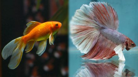 Can Betta Fish & Goldfish Live Together? Our Vet Explains Species ...