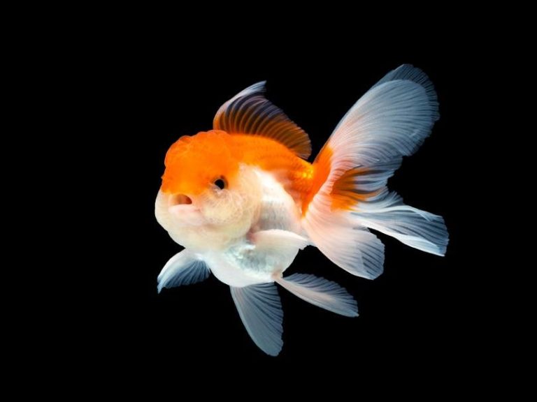 Do Goldfish Have Teeth? Vet-Reviewed Anatomy & Info | Hepper Pet Resources