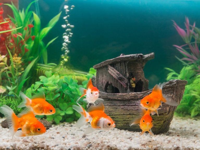 Goldfish Tank Size Guide: Vet-Approved Tips & Tricks | Hepper Pet Resources