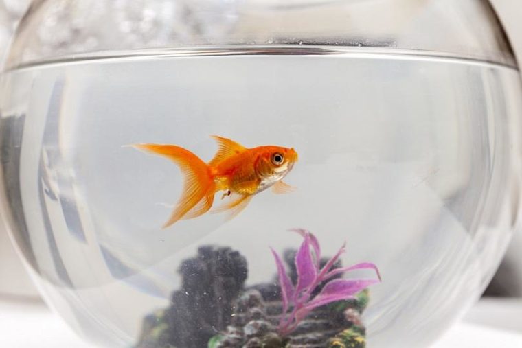 Goldfish Price: How Much Does a Pet Goldfish Cost in 2025? | Hepper Pet ...