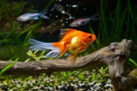 Where Do Goldfish Come From? Origins & History | Hepper Pet Resources