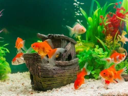 Goldfish Fry: The Ultimate Guide to Raising Your Fish Babies | Hepper ...