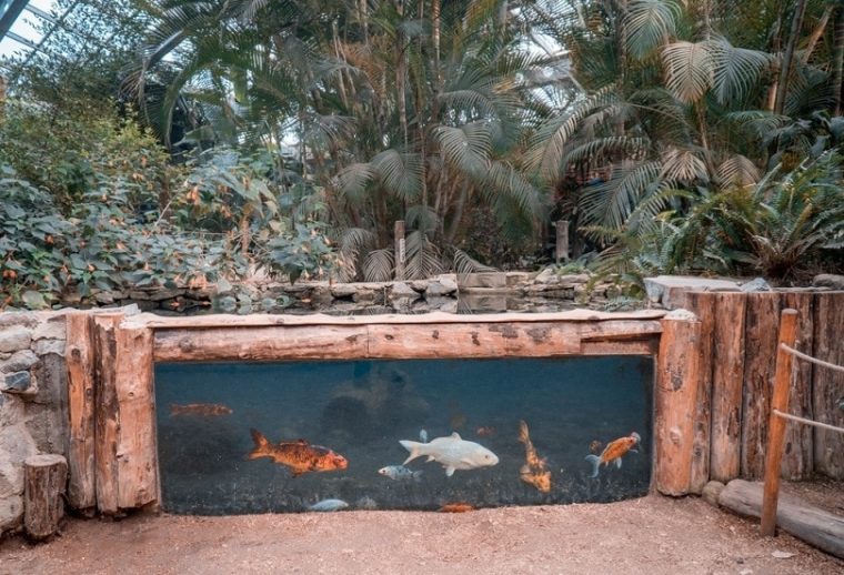 9 DIY Outdoor Fish Tank Ideas (With Pictures) | Hepper Pet Resources