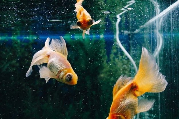 How to Change Goldfish Water in Your Tank (in 5 Steps) | Hepper Pet ...