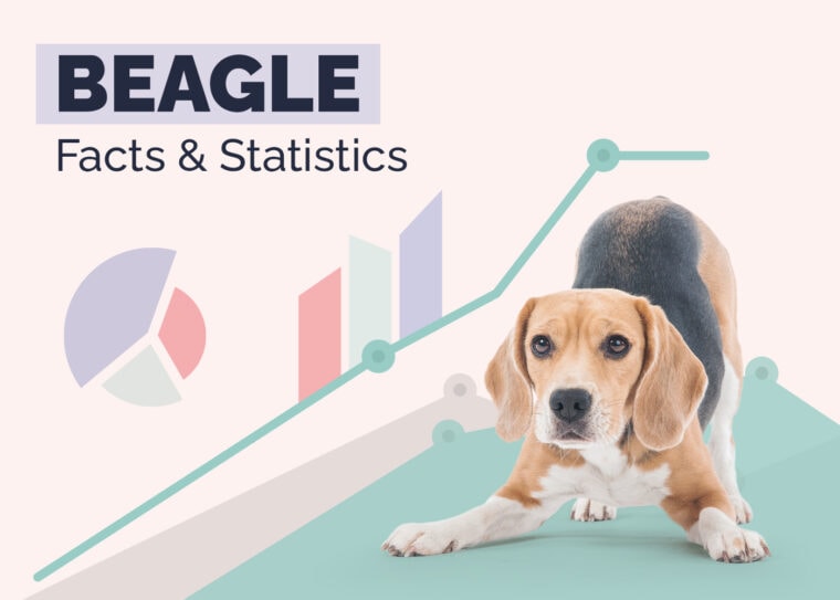 10 Surprising Beagle Statistics You'll Be Surprised to Learn: 2026 ...