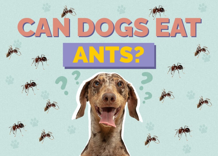 Can Dogs Eat Ants? Vet Approved Facts & FAQ | Hepper Pet Resources