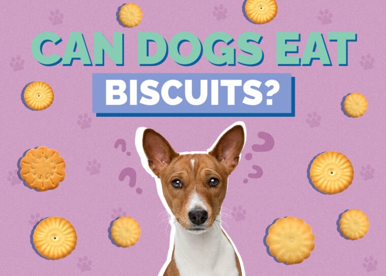 Can Dogs Eat Hash Browns? Vet Approved Fact & FAQs | Hepper Pet Resources