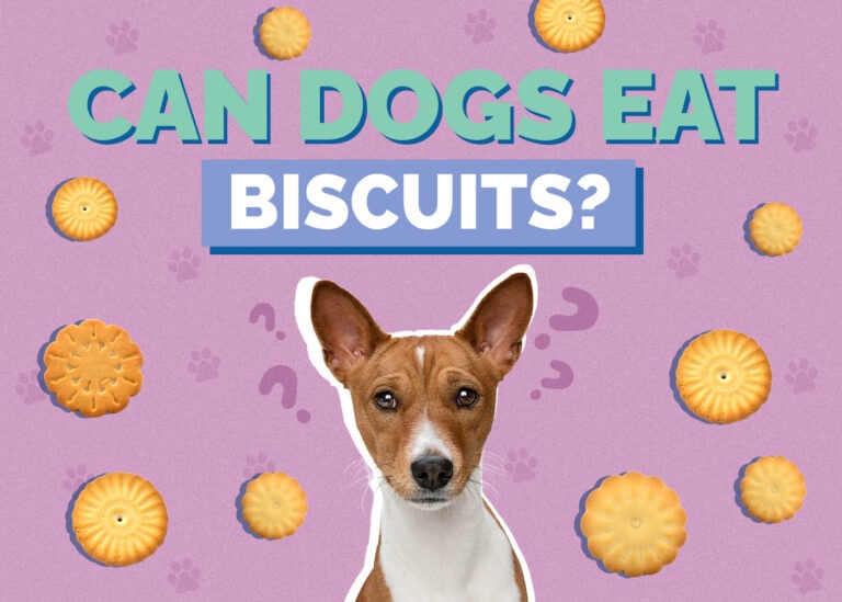 Can Dogs Eat Tater Tots? Vet Approved Facts & FAQs | Hepper Pet Resources