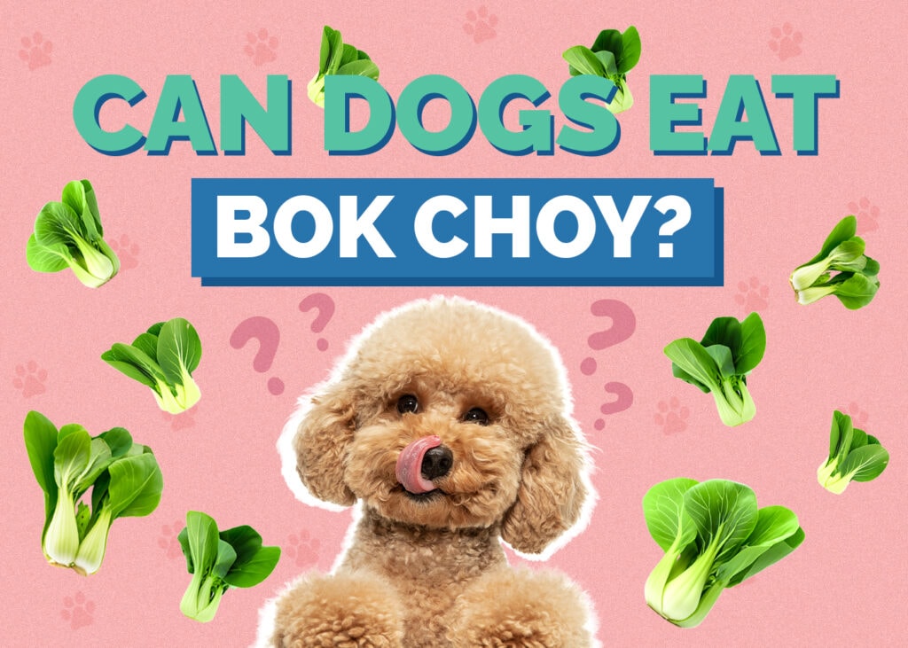 Can Dogs Eat Bok Choy? Vet-Verified Nutrition Facts & Benefits | Hepper ...