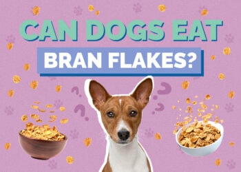 Can Dogs Eat Bran Flakes? Vet-Approved Nutritional Facts & FAQ | Hepper ...