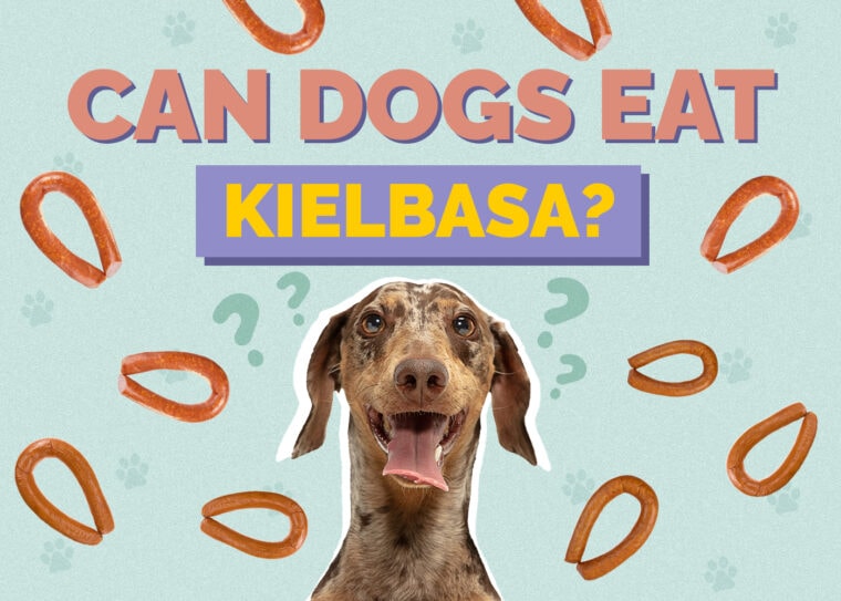 Can Dogs Eat Tripe? Vet Reviewed Facts and FAQ | Hepper Pet Resources