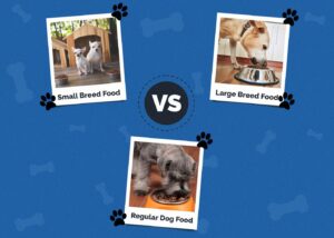 Small Breed vs Large Breed vs Regular Dog Food: Vet-Verified Facts ...