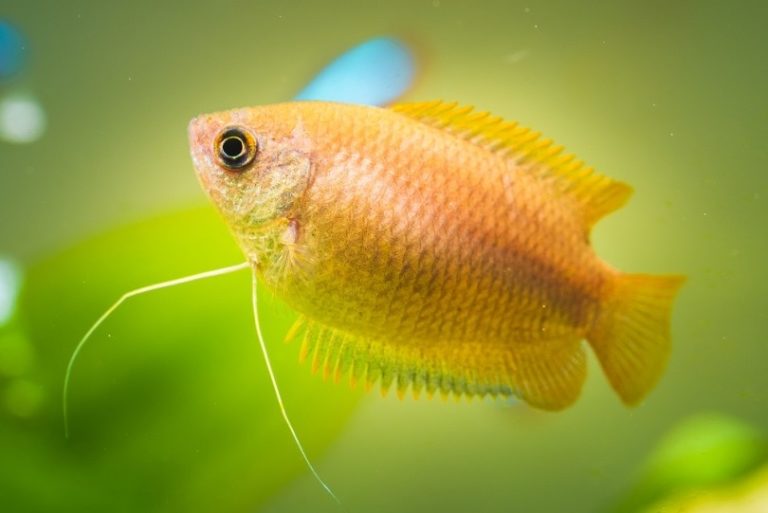 How Big Do Gourami Fish Get? Average Size & Growth | Hepper Pet Resources