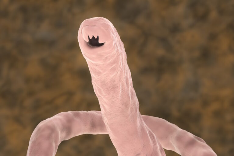 4 Most Common Parasites & Worms in Cats (With Pictures) | Hepper Pet ...