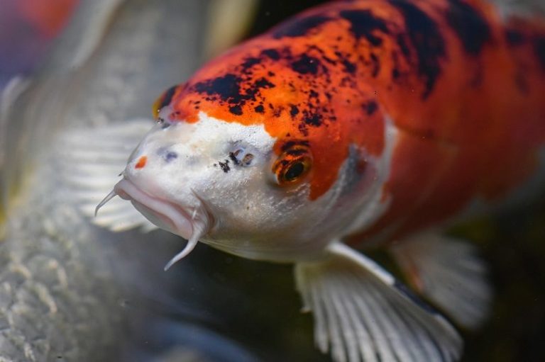 151 Fun Koi Fish Names for Every Color | Hepper Pet Resources