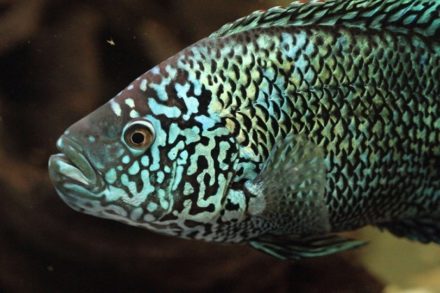 Jack Dempsey Fish: Care Guide, Types, Lifespan, Pictures & More ...