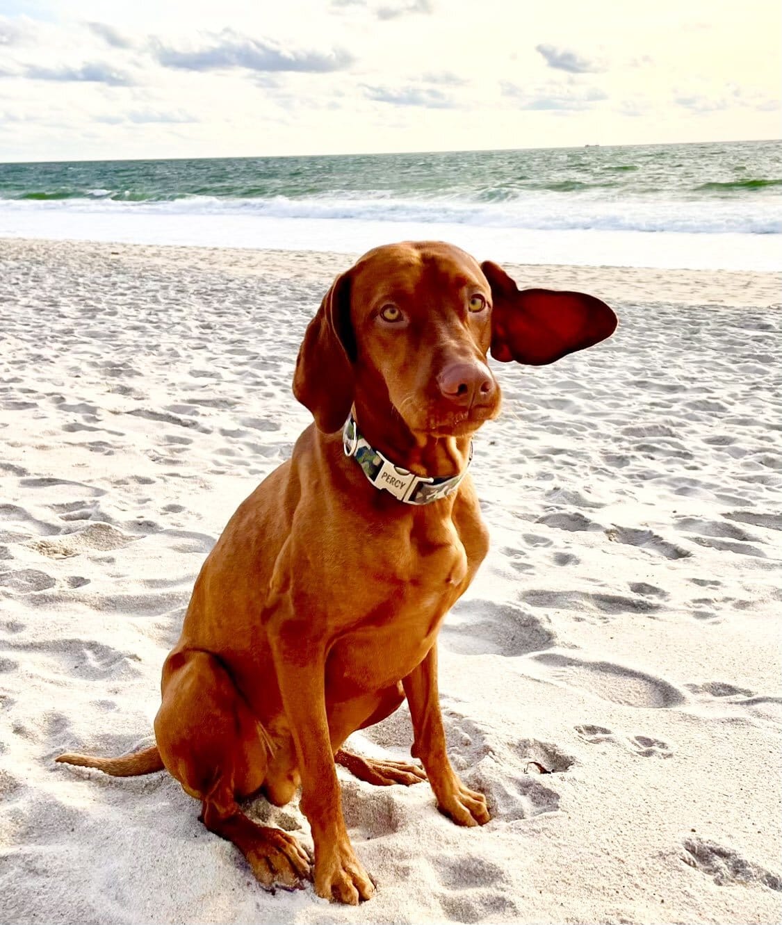 What Kind of Dog Was Jasper (Dana Perino’s Dog)? Famous Dogs Presented ...