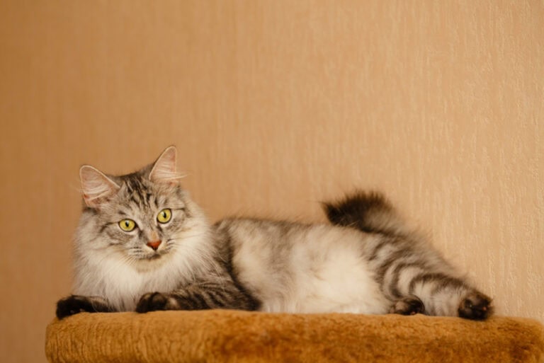 10 Short Tail Cat Breeds (With Info & Pictures) | Hepper Pet Resources