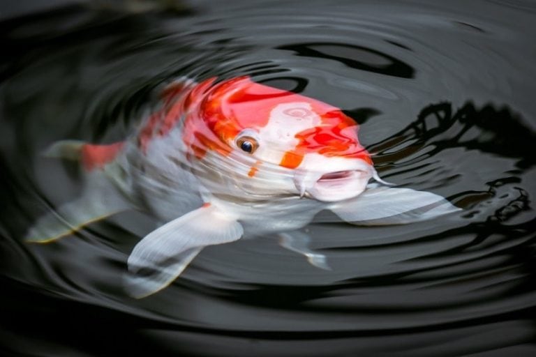 Koi Fish: Types, Care Tips, Lifespan & Facts (With Info & Pictures ...