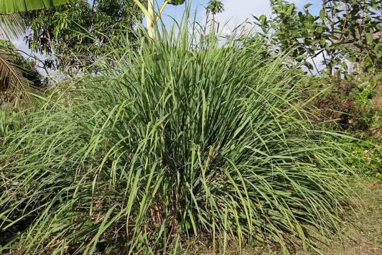 Is Lemongrass Poisonous to Dogs? Safety Tips & Signs of Ingestion ...