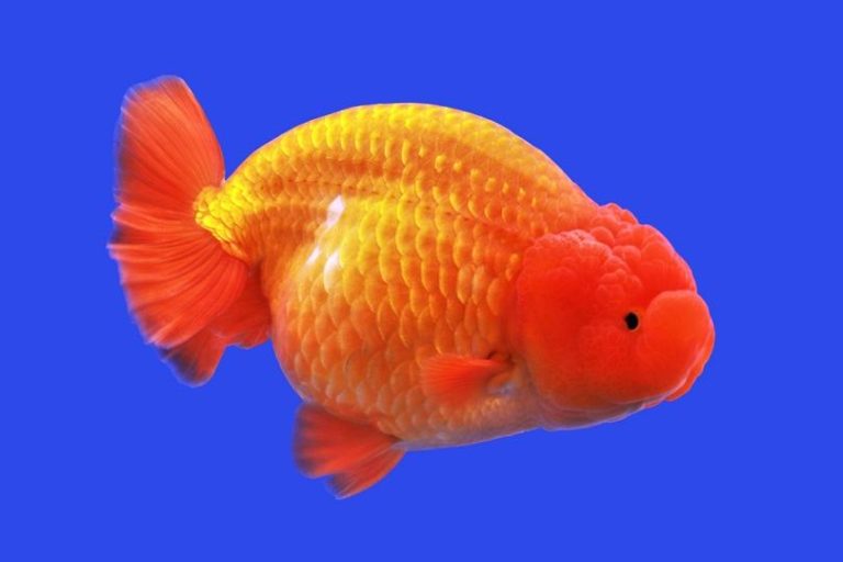 Lionhead Goldfish: Pictures, Lifespan, Care & Breeding Tips (Ultimate ...