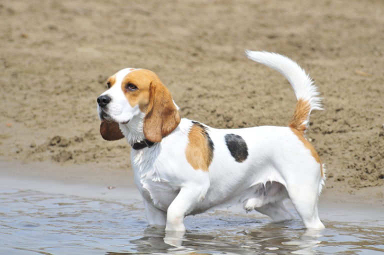Beagle Male vs. Female: What's the Difference? (With Pictures) | Hepper ...